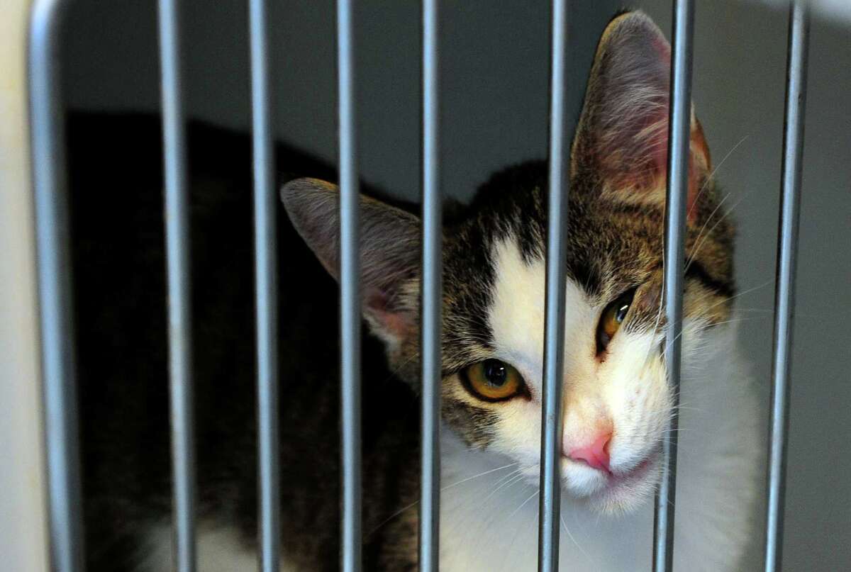 Spa-like services coming to city Animal Shelter