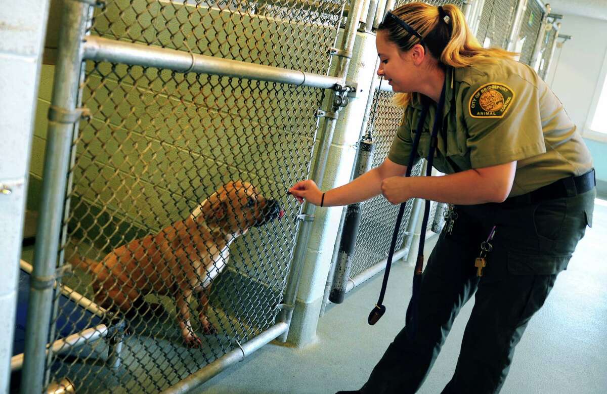 Spa-like services coming to city Animal Shelter