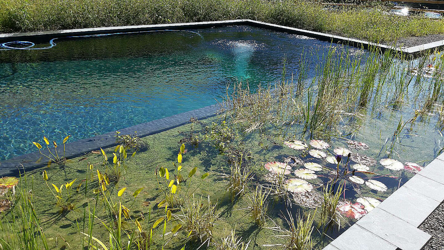 Local contractor gets ahead of natural pool trend