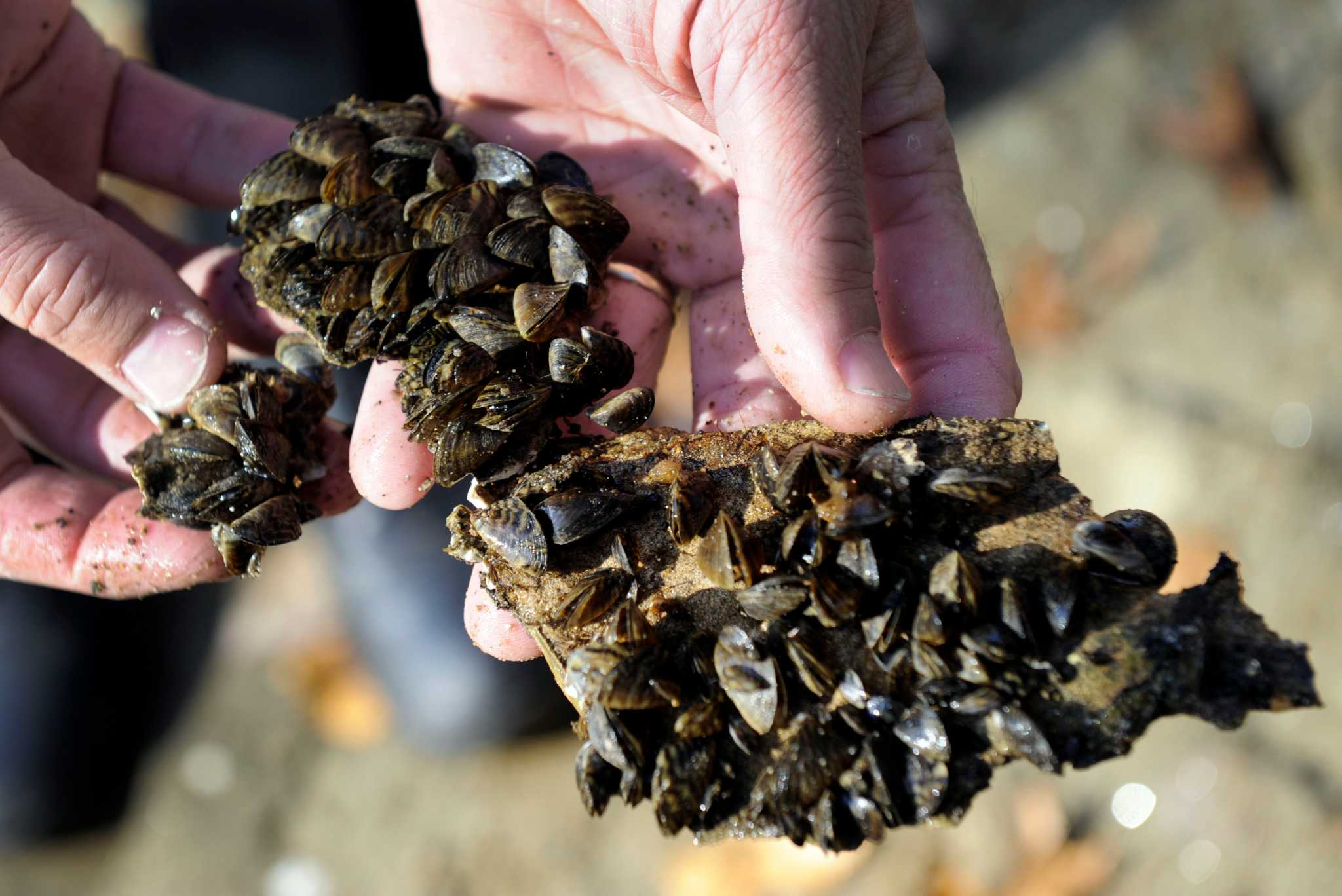 Legal issue halts Candlewood Lake zebra mussel experiment