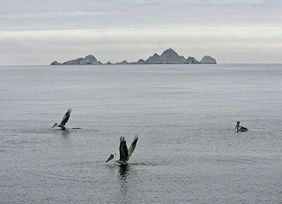 17 fascinating facts about the Farallon Islands, just off San Francisco ...