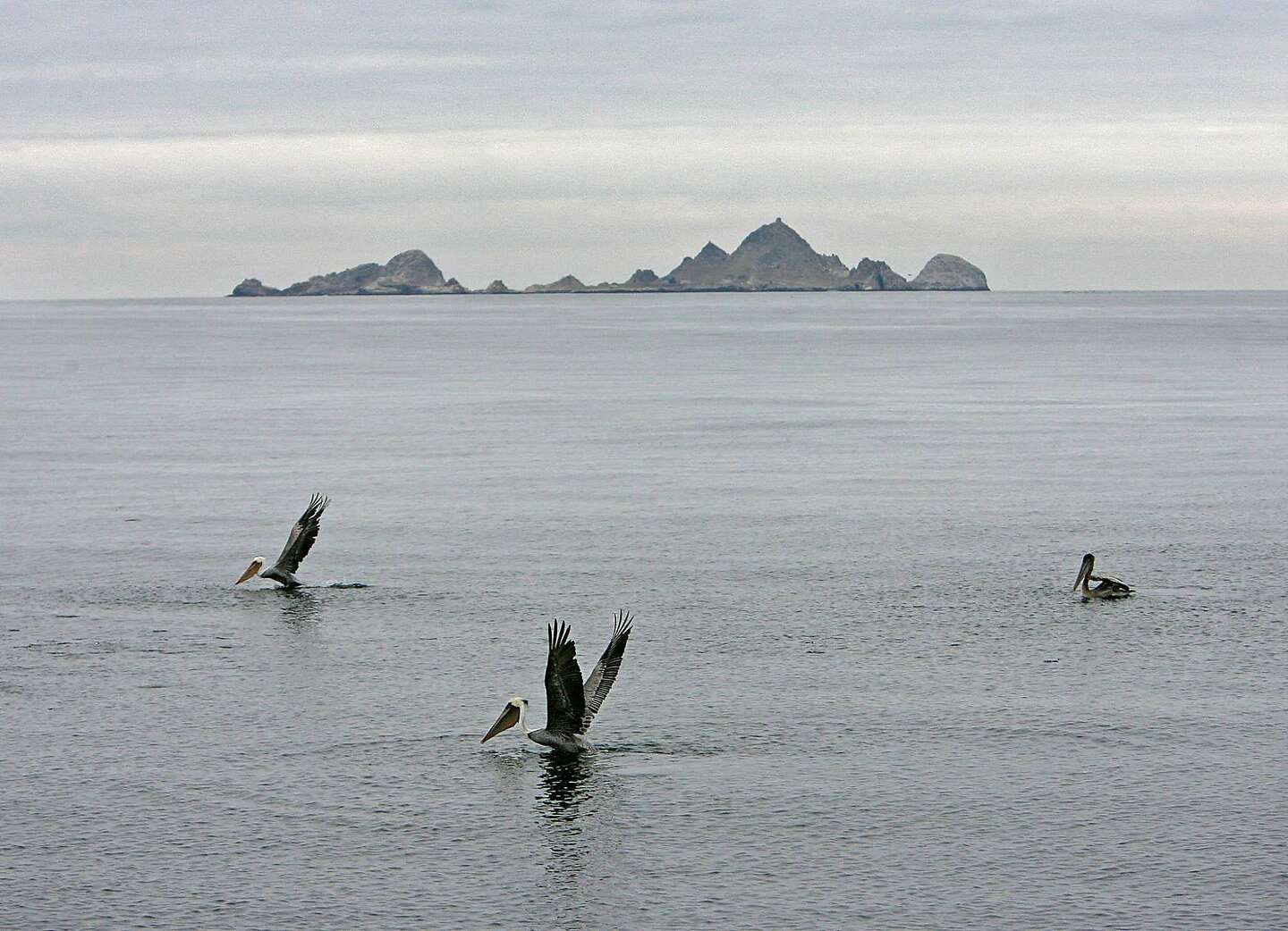 17 fascinating facts about the Farallon Islands, just off San Francisco ...