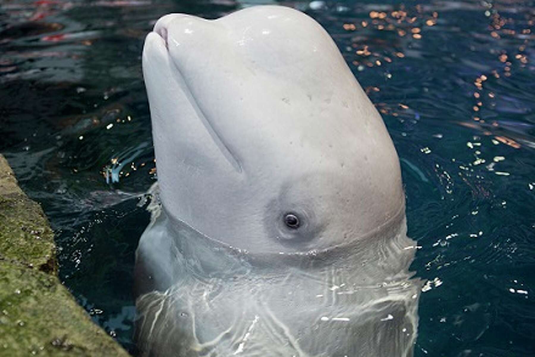 Shedd Aquarium Beluga Whales