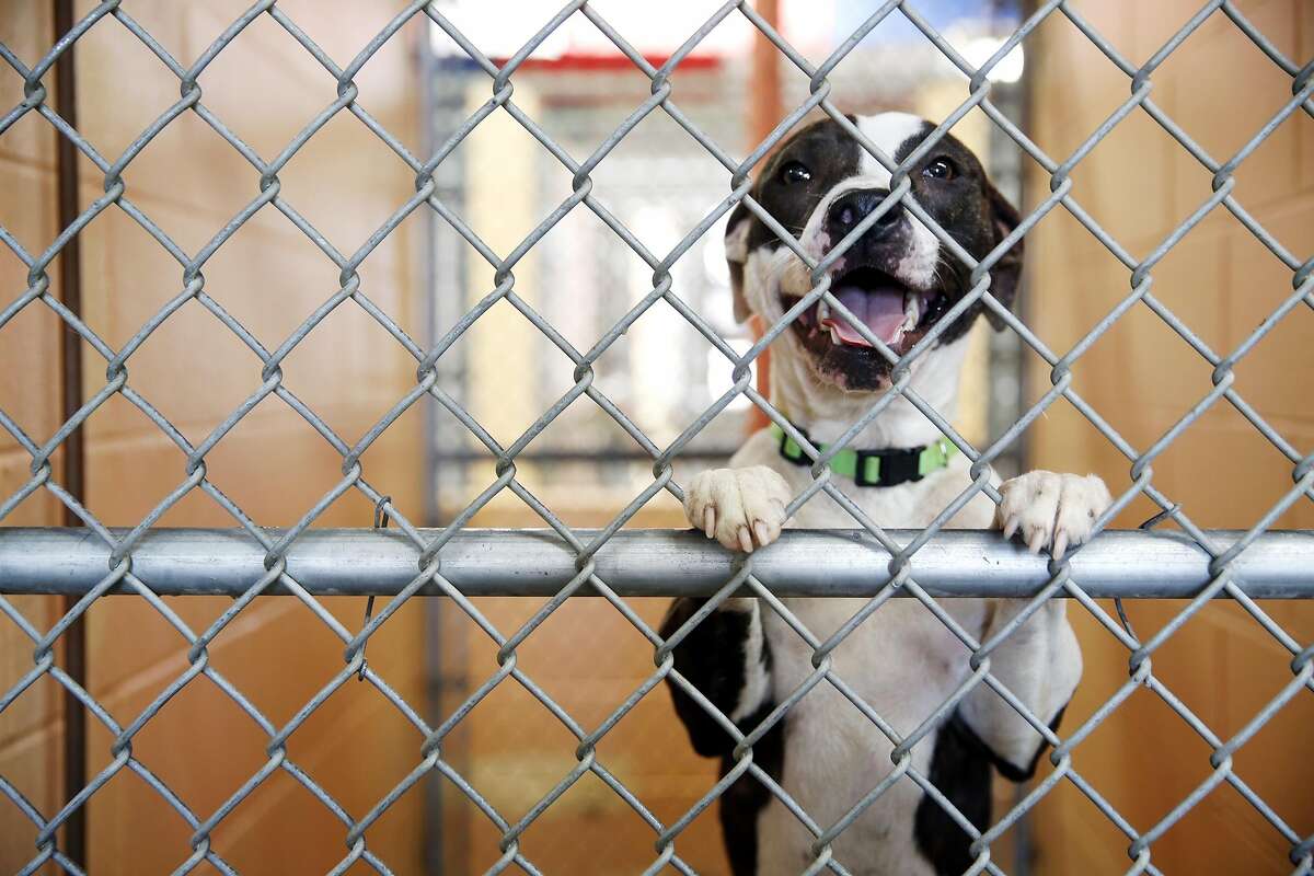 Solano County begins facial recognition technology — on dogs