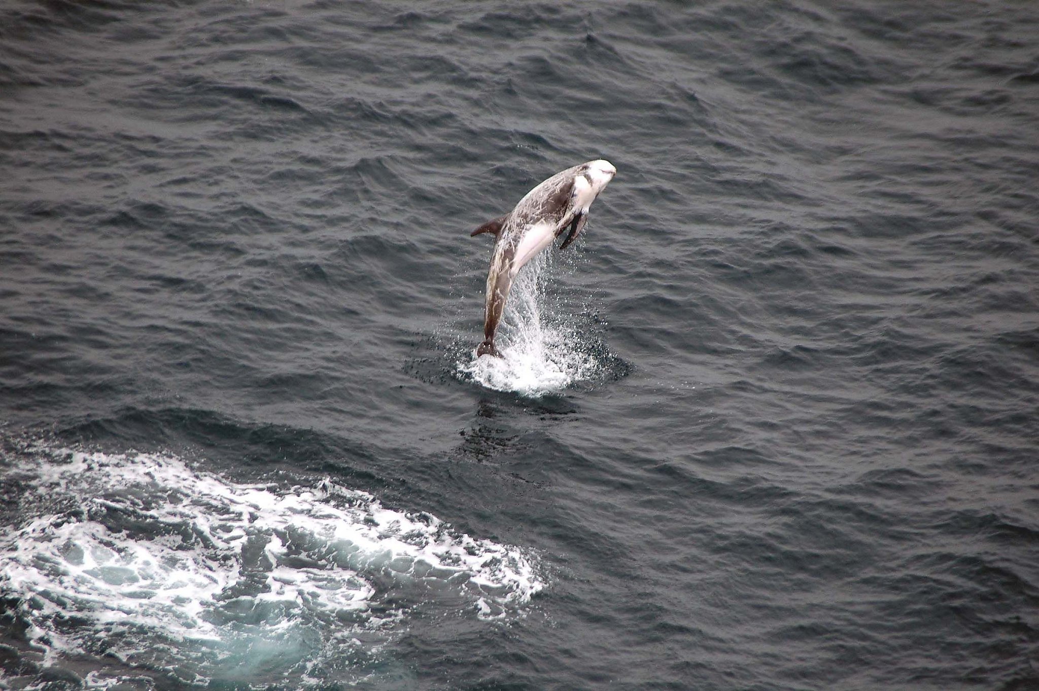 Rescue under way for dolphin stranded near SFO