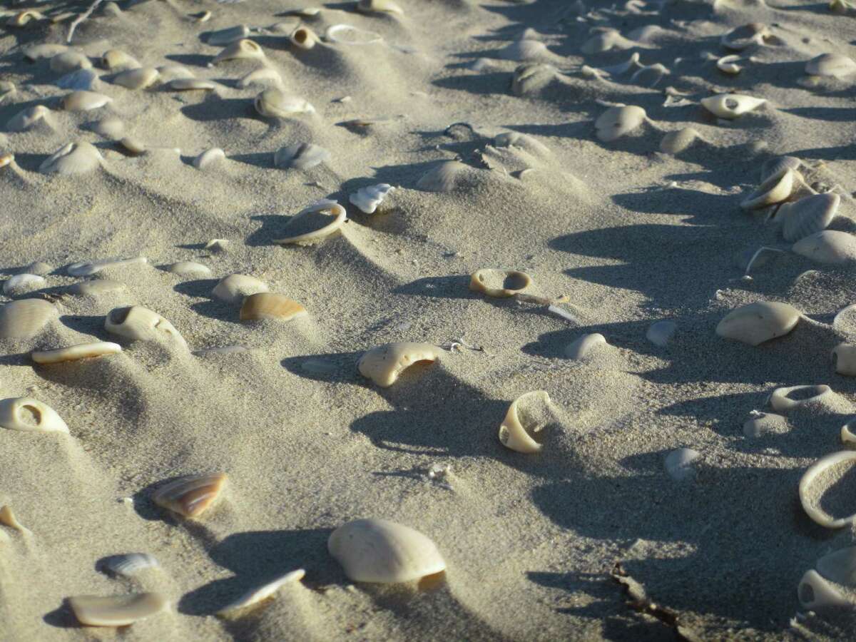 Padre Island National Seashore - a primitive, undeveloped beach awaits ...