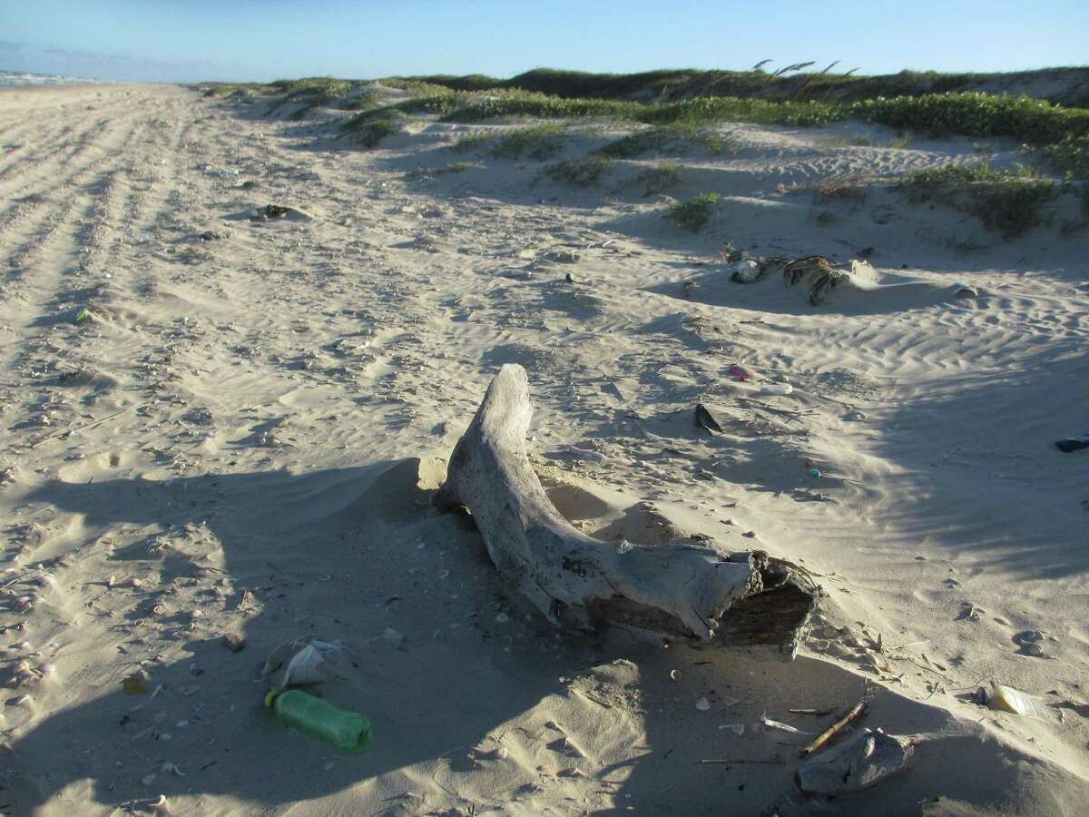 Padre Island National Seashore — a primitive, undeveloped beach awaits ...
