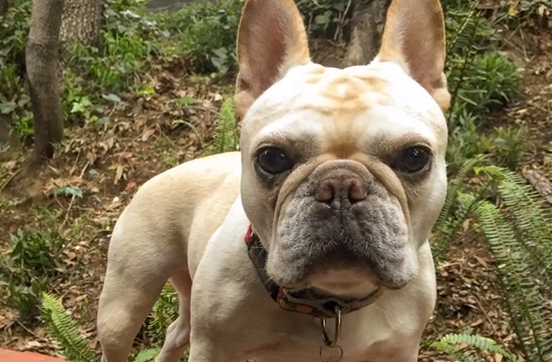 Pet psychics say missing Marin dog ‘Sassy Pants’ is alive, $10K reward ...