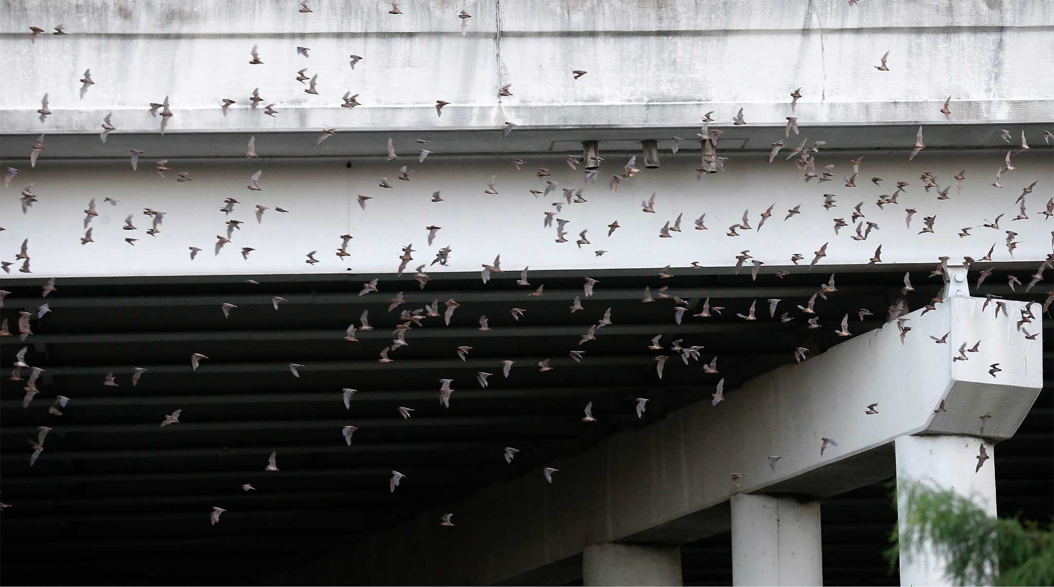 Going batty for bats