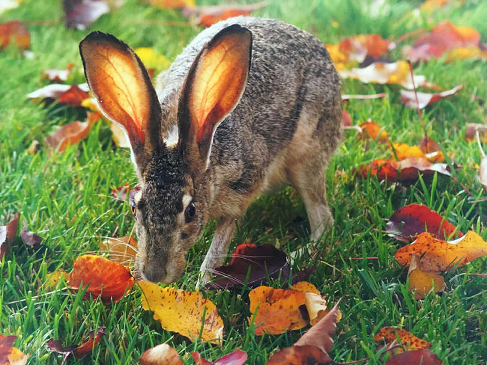 Wildlife photographer catches bald eagle swiping rabbit from baby fox ...