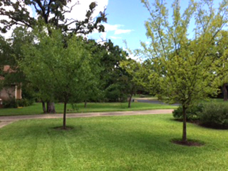 Neil Sperry: Questions about trees