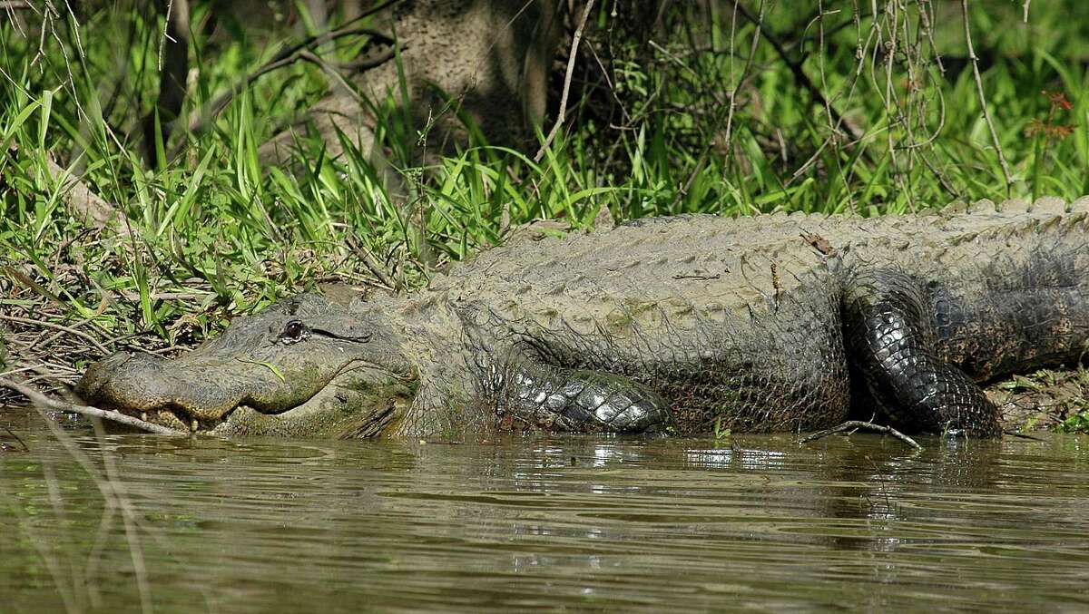 Texas hunters preparing for gator season