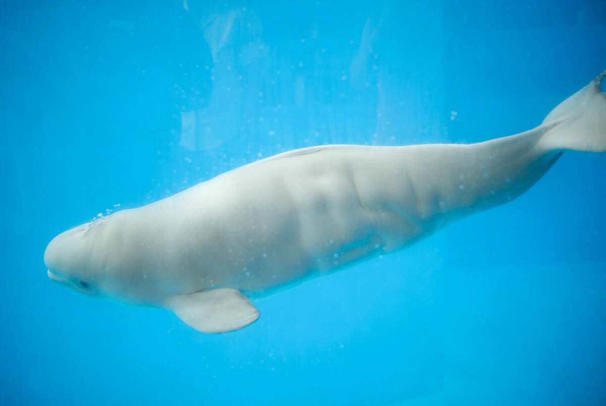Beluga whale calf born at SeaWorld San Antonio