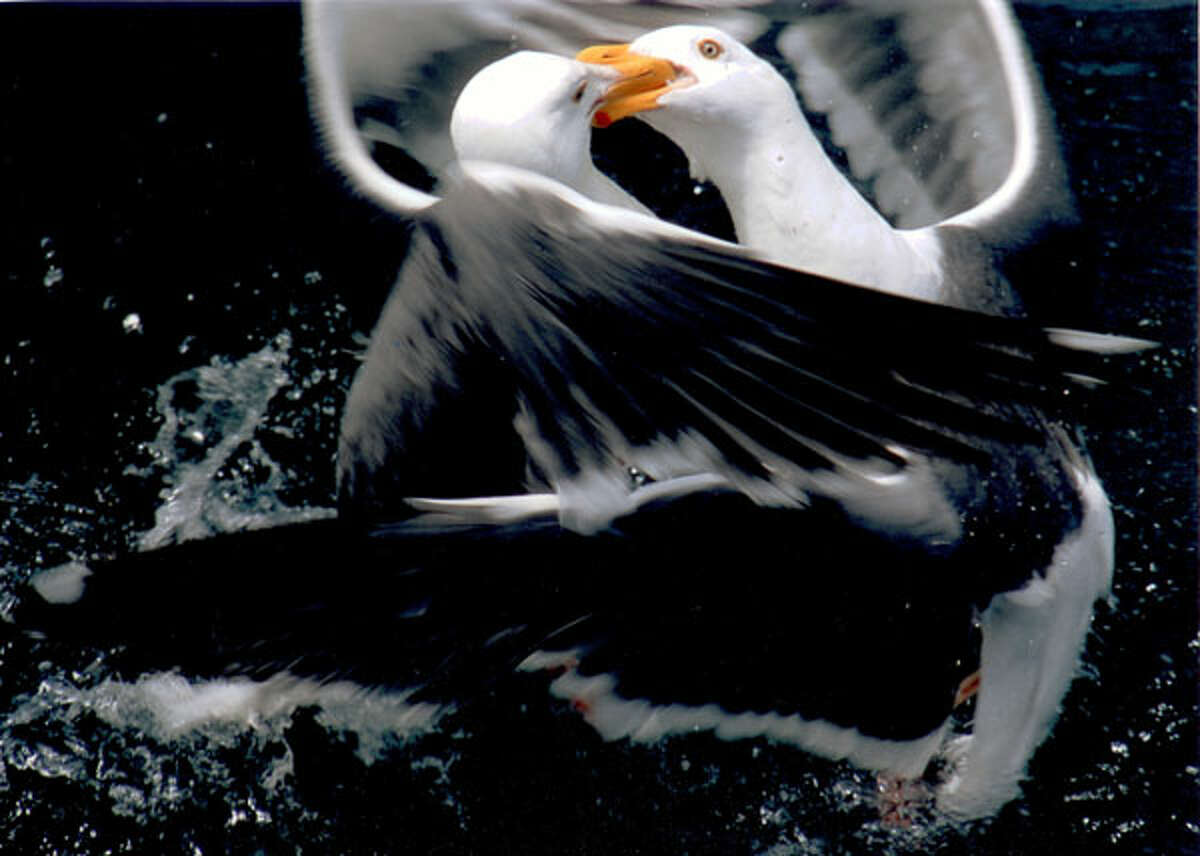 Wildlife photographer catches bald eagle swiping rabbit from baby fox ...