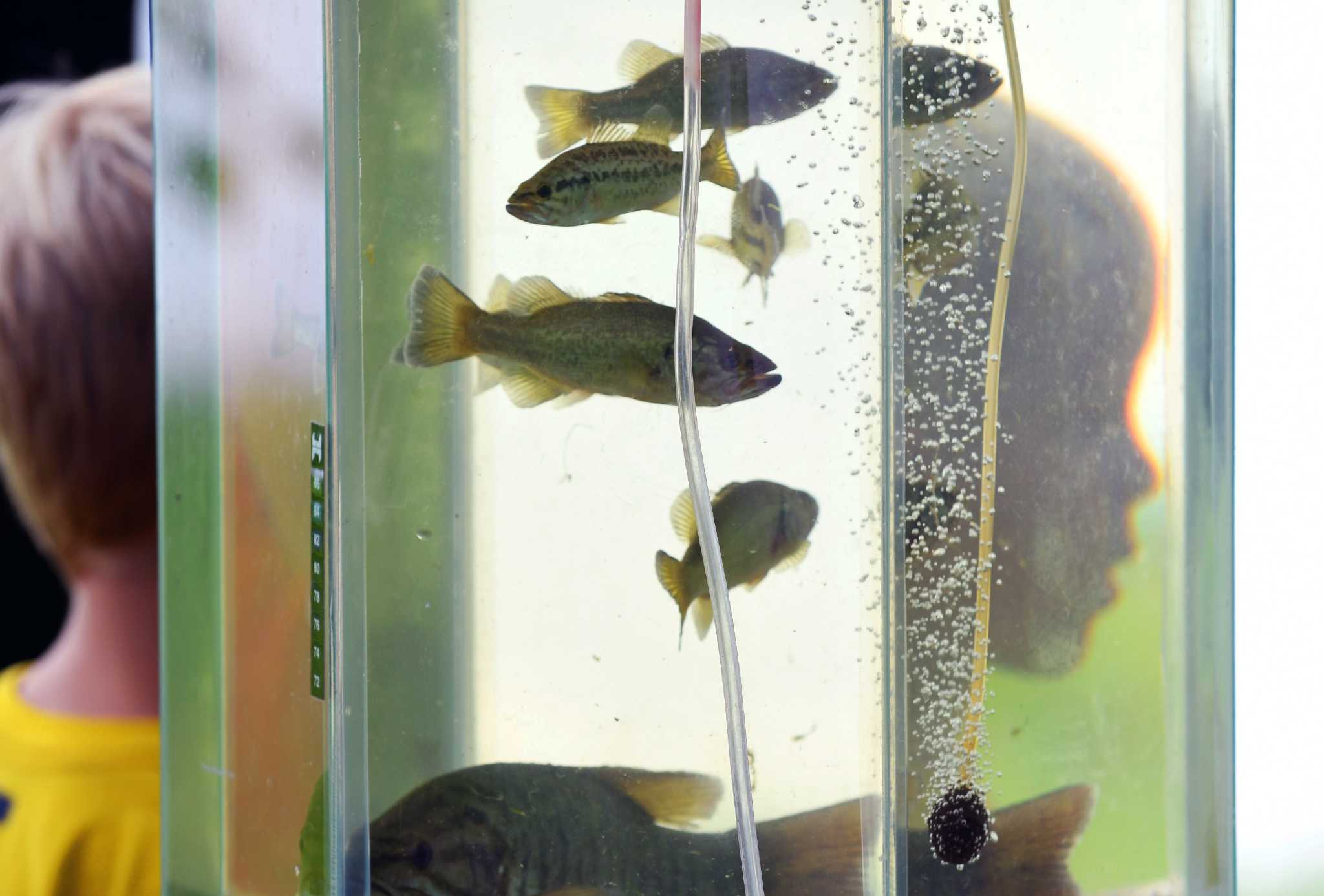 Photos: Hudson River fish count