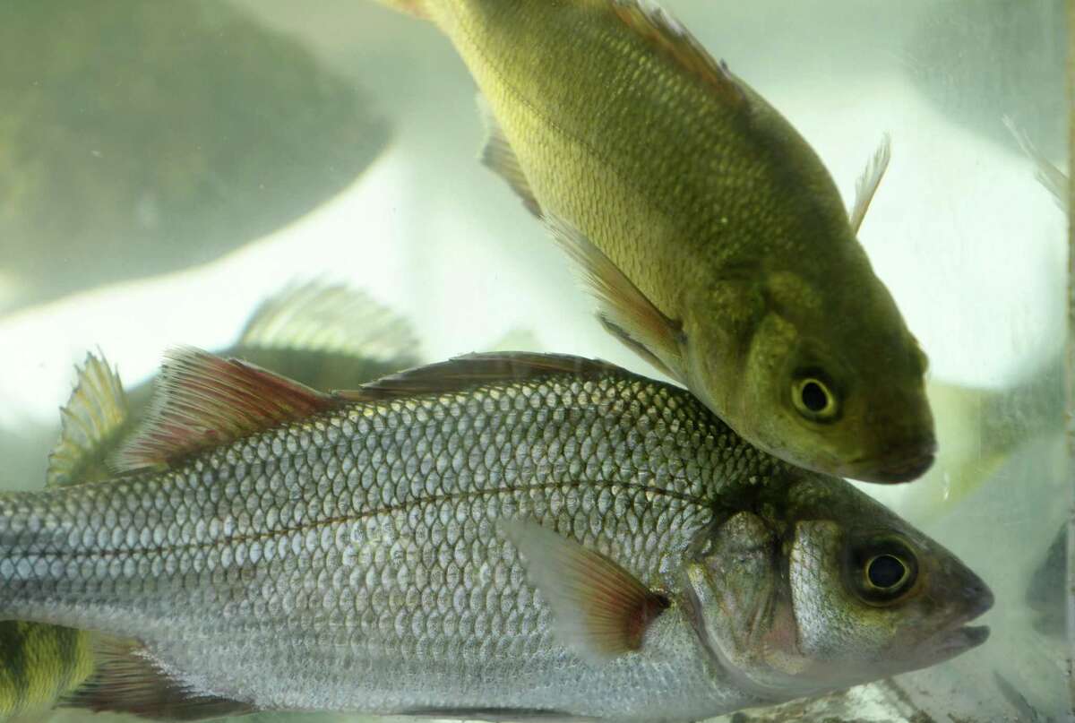 Photos: Hudson River fish count