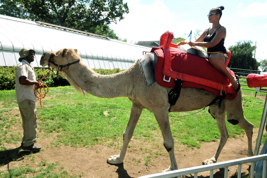 Zoo director: Camels are happy and pampered - Connecticut Post