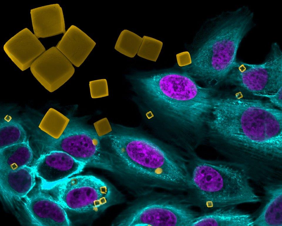 Cell portraits: A scientist's bioart