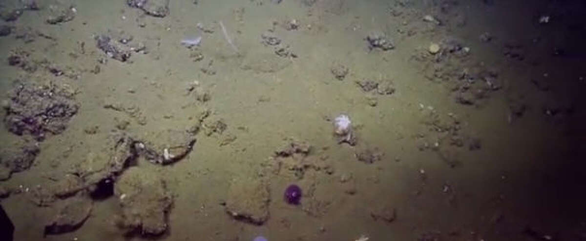 Exploration Vehicle Nautilus crew finds googly-eyed, stubby squid