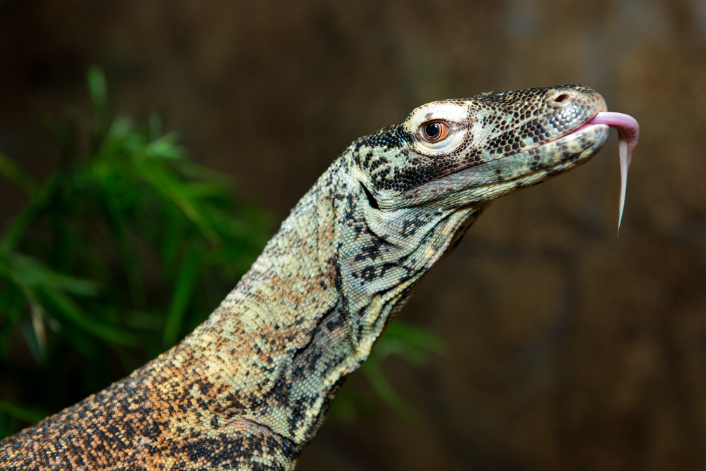 Houston Zoo's newest Komodo dragon makes his debut