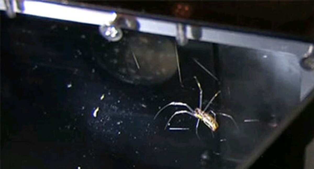 The bizarre things we've launched into space (and why)