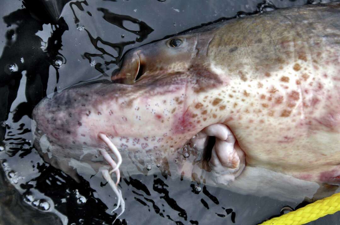 6-foot-9-inch fish found on shore of Lake Champlain