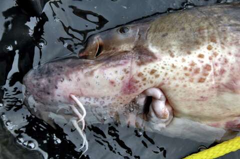 6-foot-9-inch fish found on shore of Lake Champlain