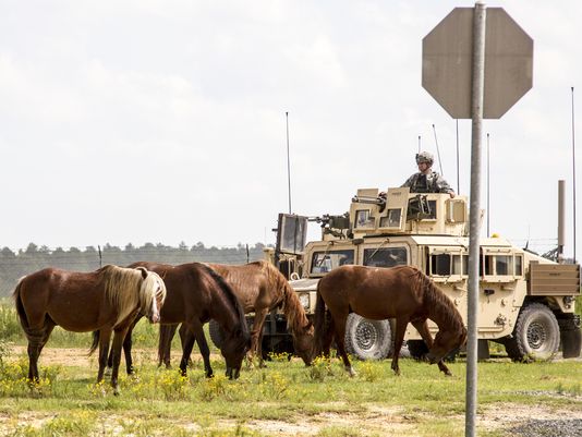 Army to donate hundreds of 'trespassing horses' that roam military ...
