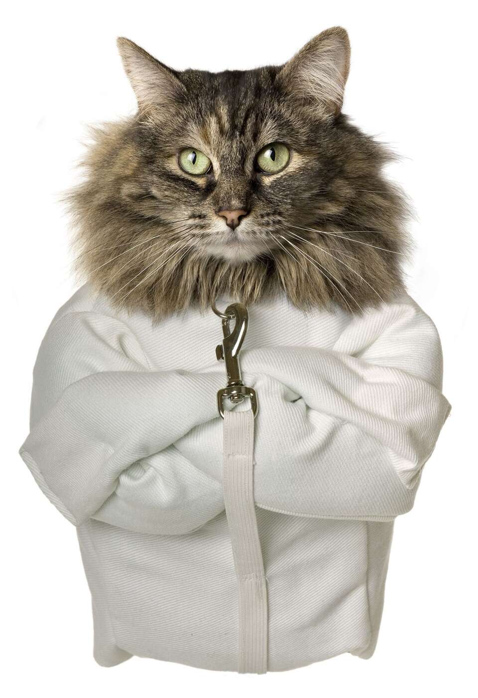 Seattle's top cat names: They're not 'Boots' or 'Whiskers,' but more human