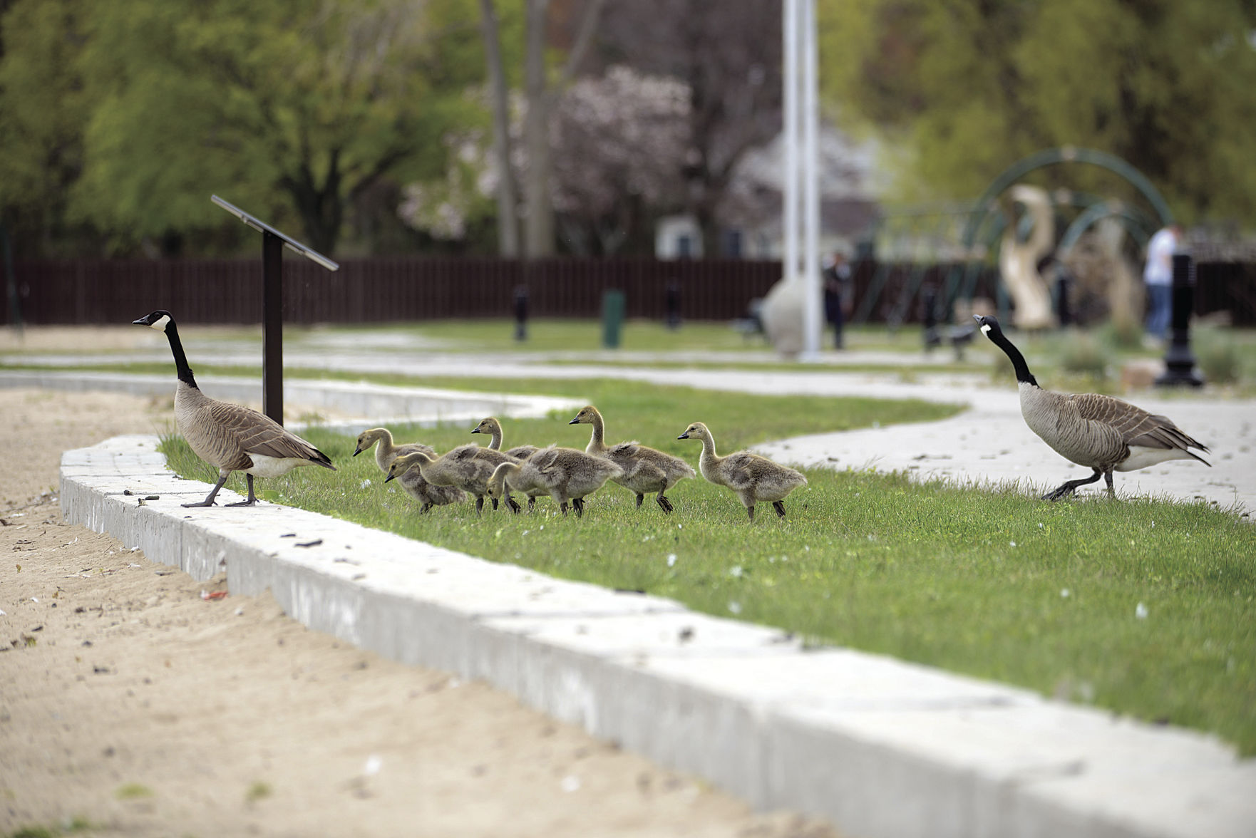 Decoys deterring mean, stinky geese