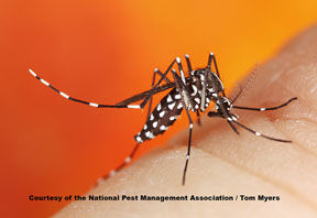 Two additional positive West Nile Virus pools found in Tuscola County
