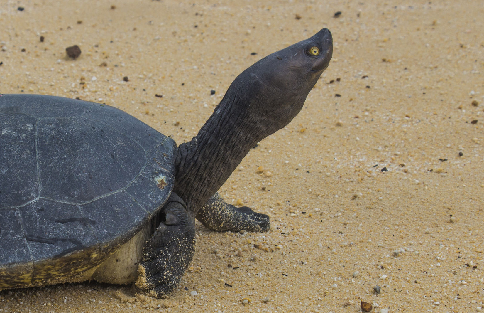Cambodian Royal Turtle nearly extinct — less than 10 in wild