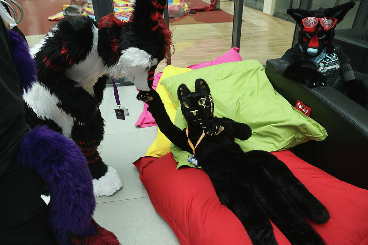 Video: San Jose furry convention attendees help make domestic violence ...