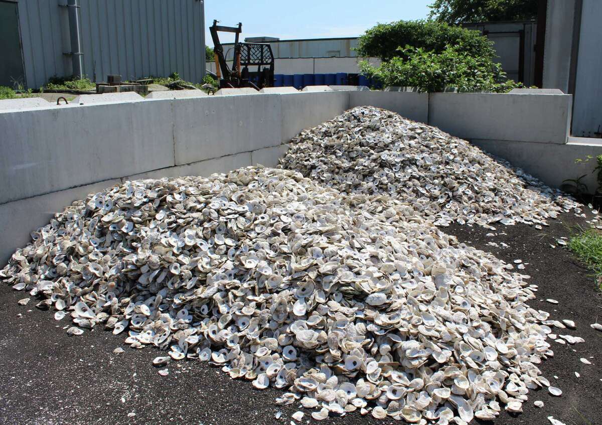 Fairfield leads state in oyster experiment