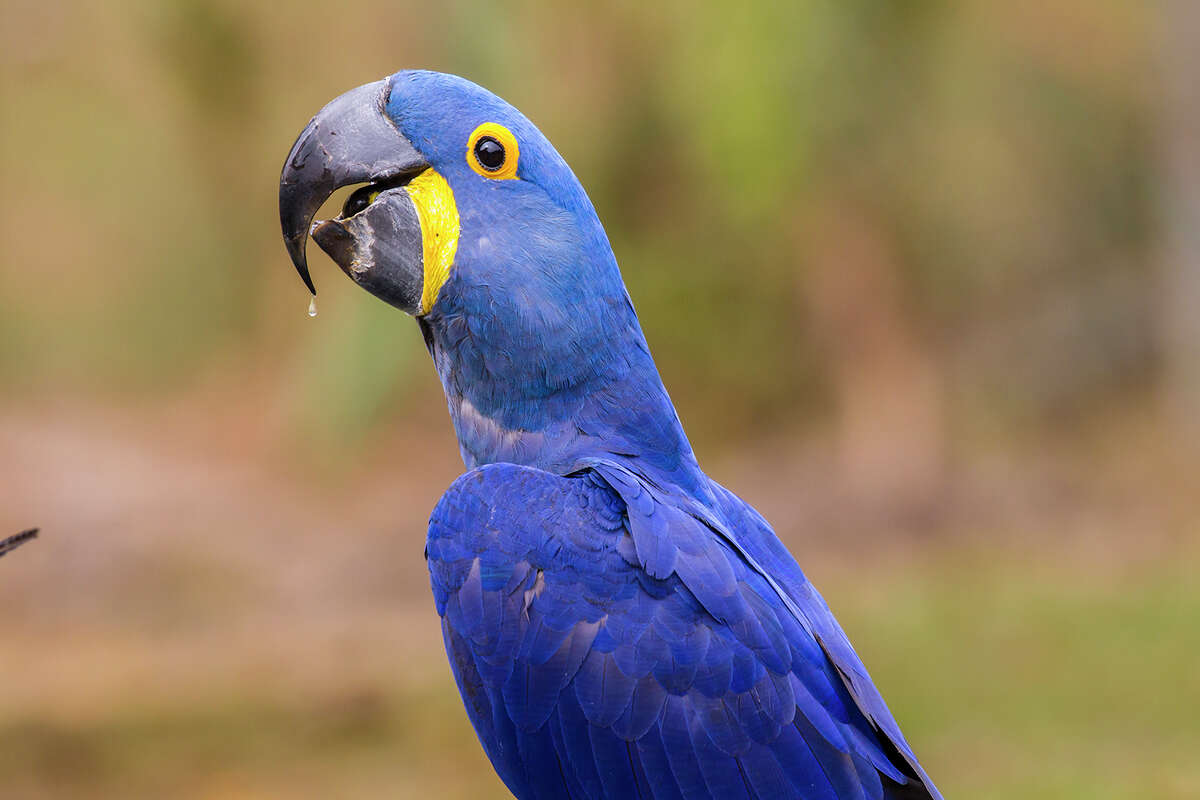 Popularity Of Hyacinth Macaws Puts Mesmerizing Birds At Risk
