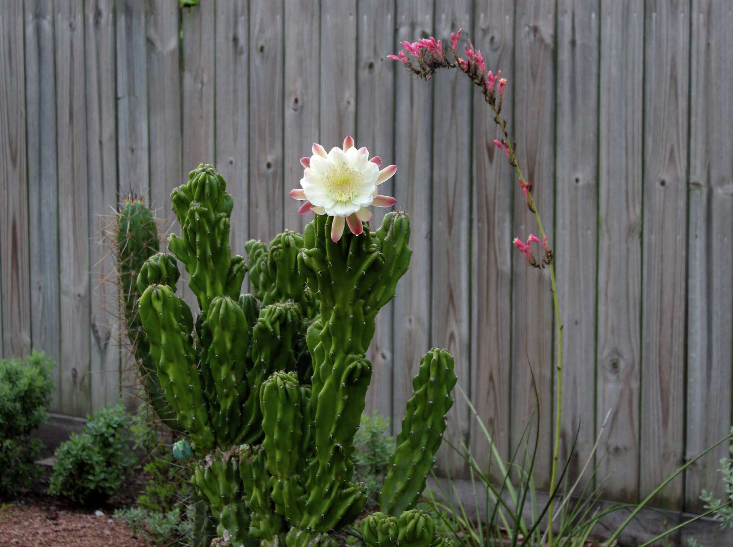 When the sun goes down, fragrant night-blooming flowers bring garden to ...