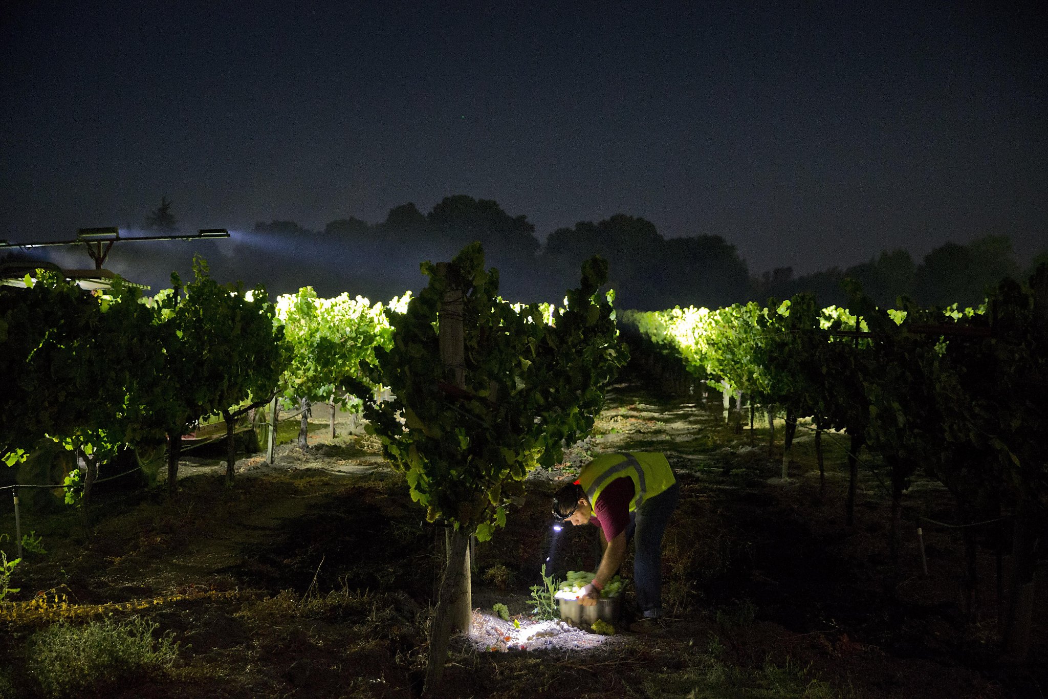 2016 looks fruitful for California wineries after a hard year