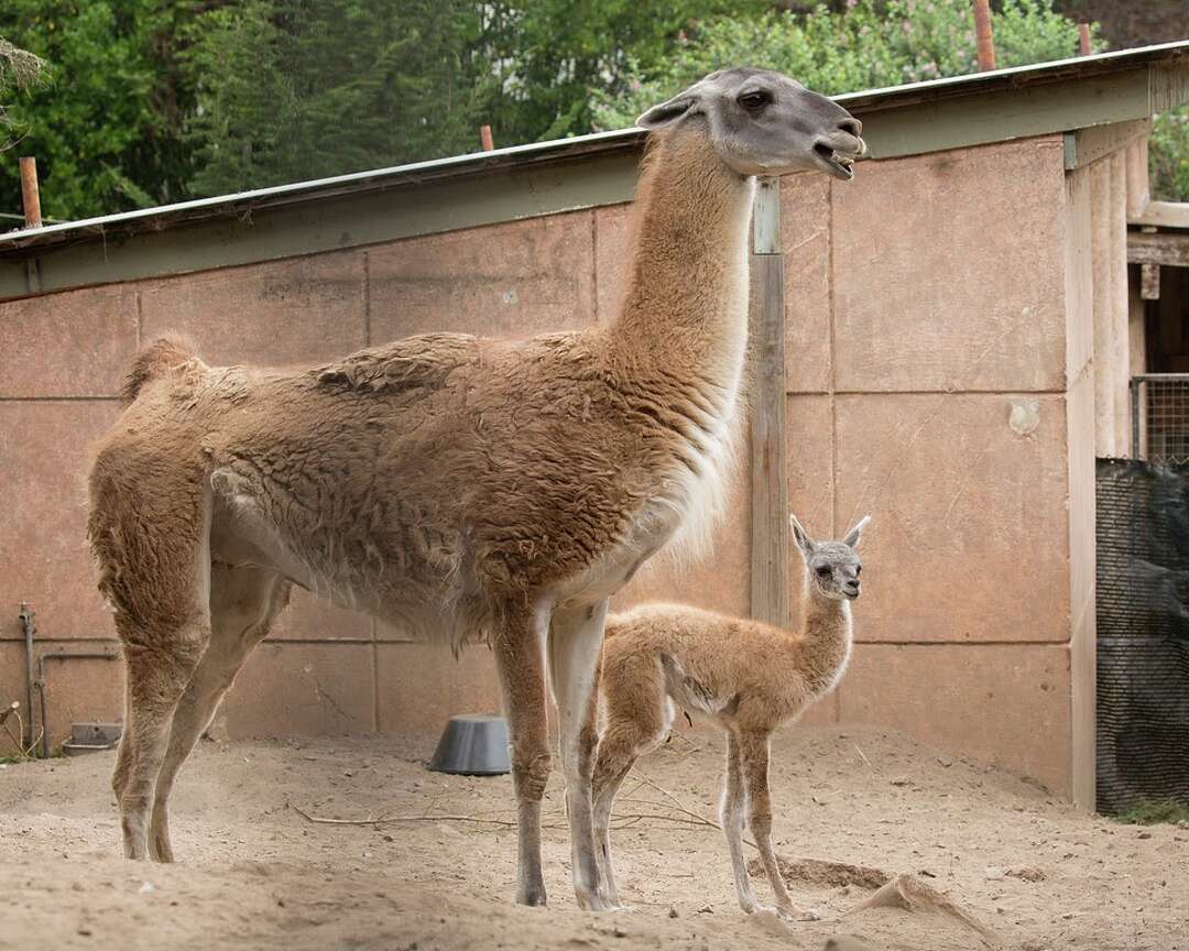 SF Zoo announces birth of baby guanaco