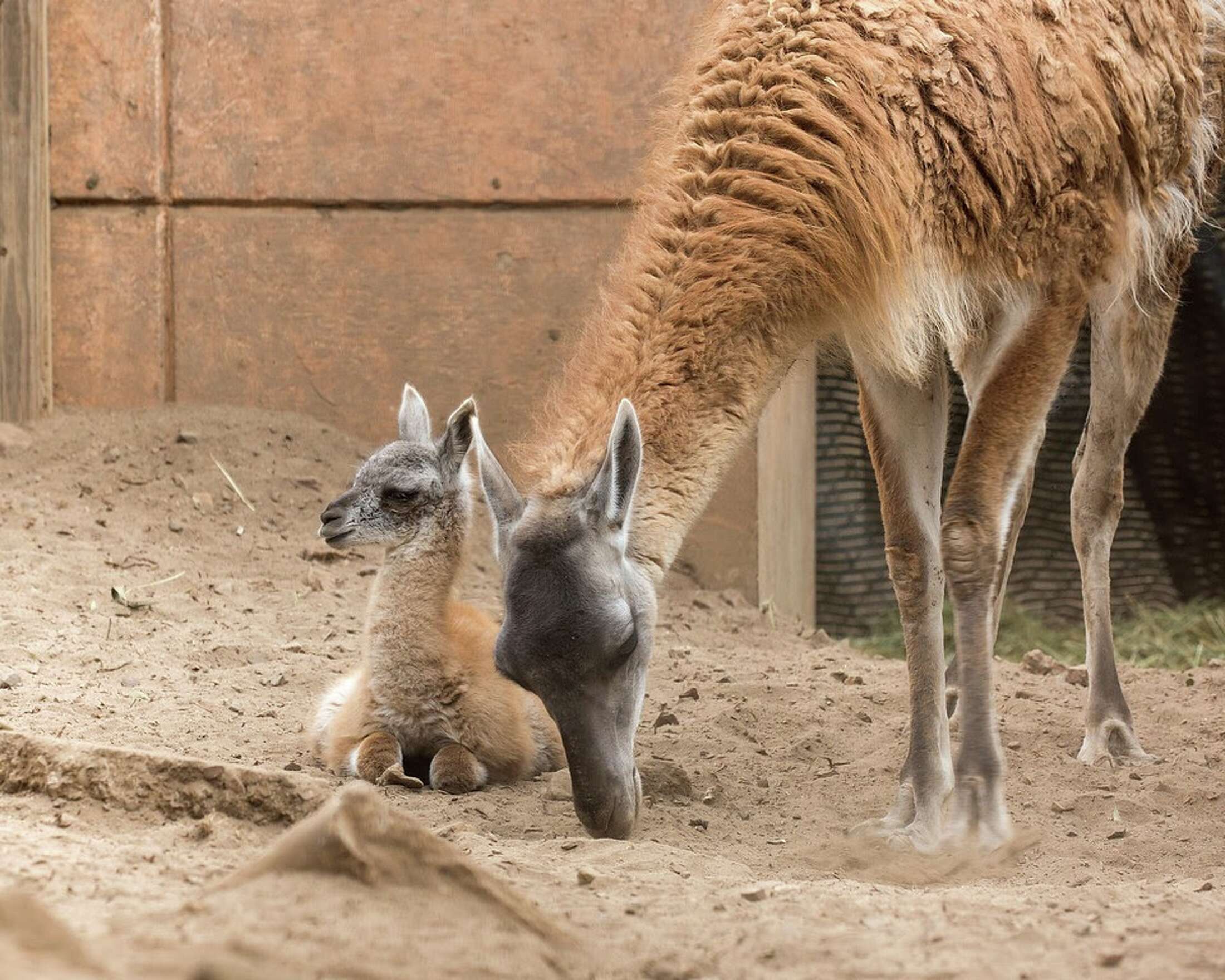SF Zoo announces birth of baby guanaco