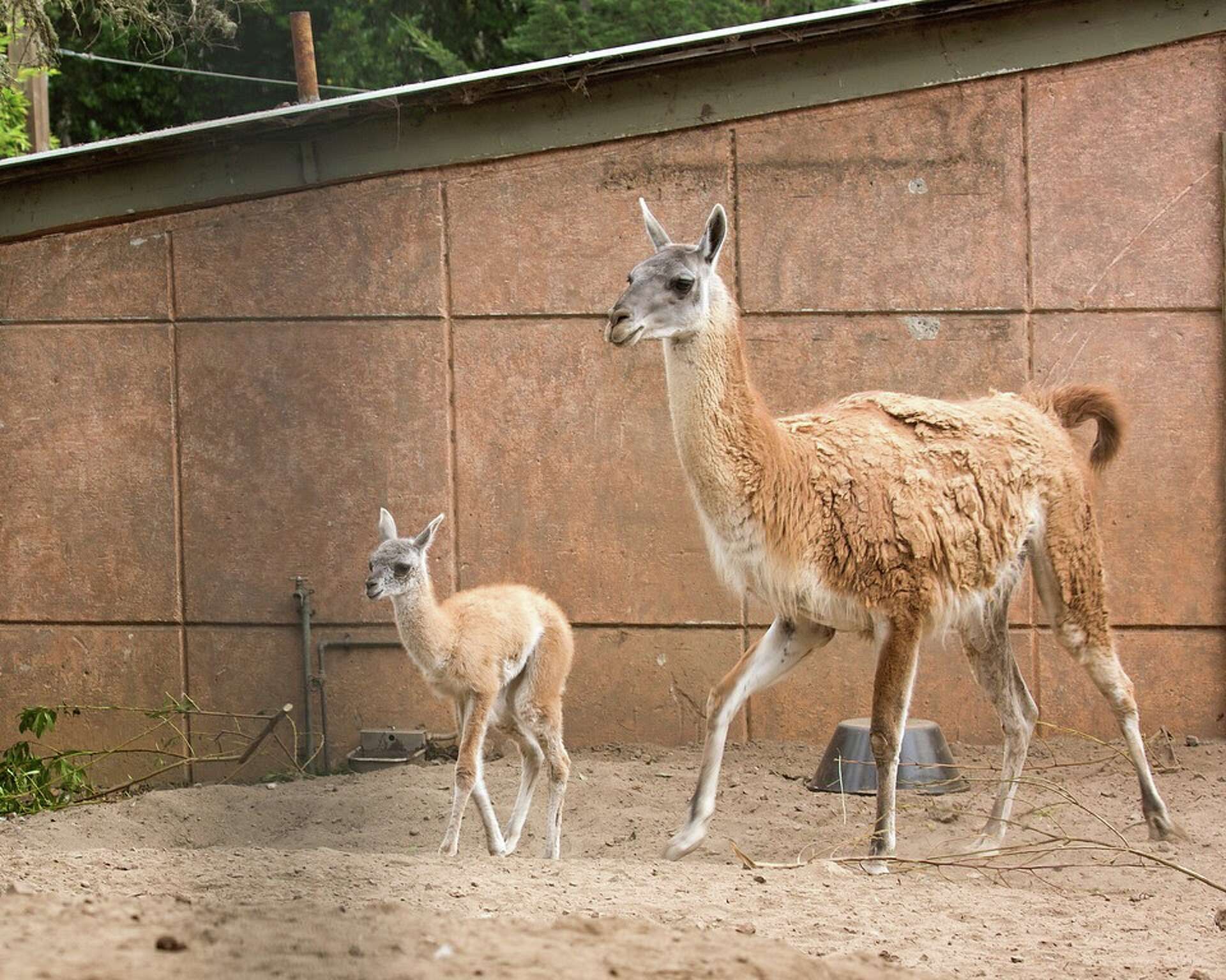 SF Zoo announces birth of baby guanaco