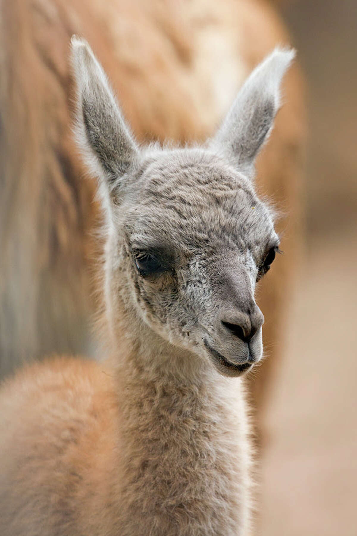 SF Zoo announces birth of baby guanaco
