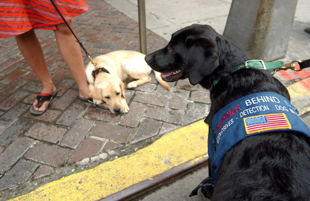 5 dogs graduate from state's prison program for service dogs