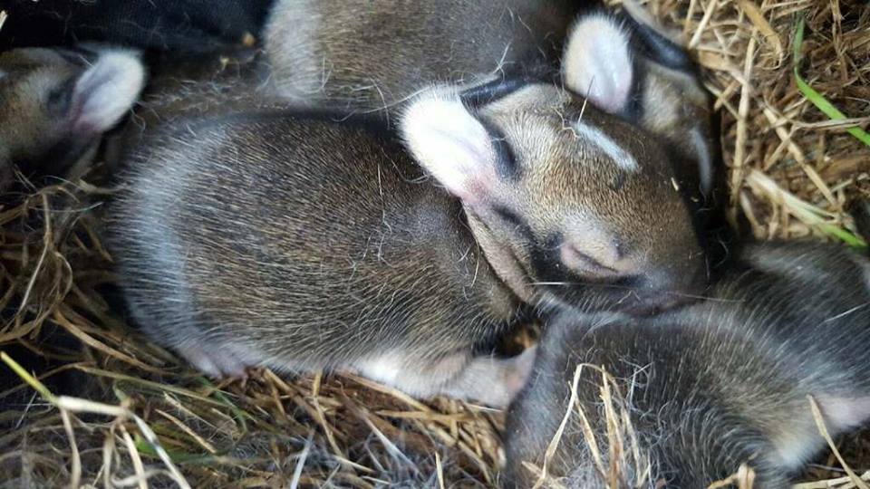 Stamford animal control rescues baby squirrel, rabbits