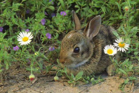 There’s a bunny boom in Seattle right now. Here’s why
