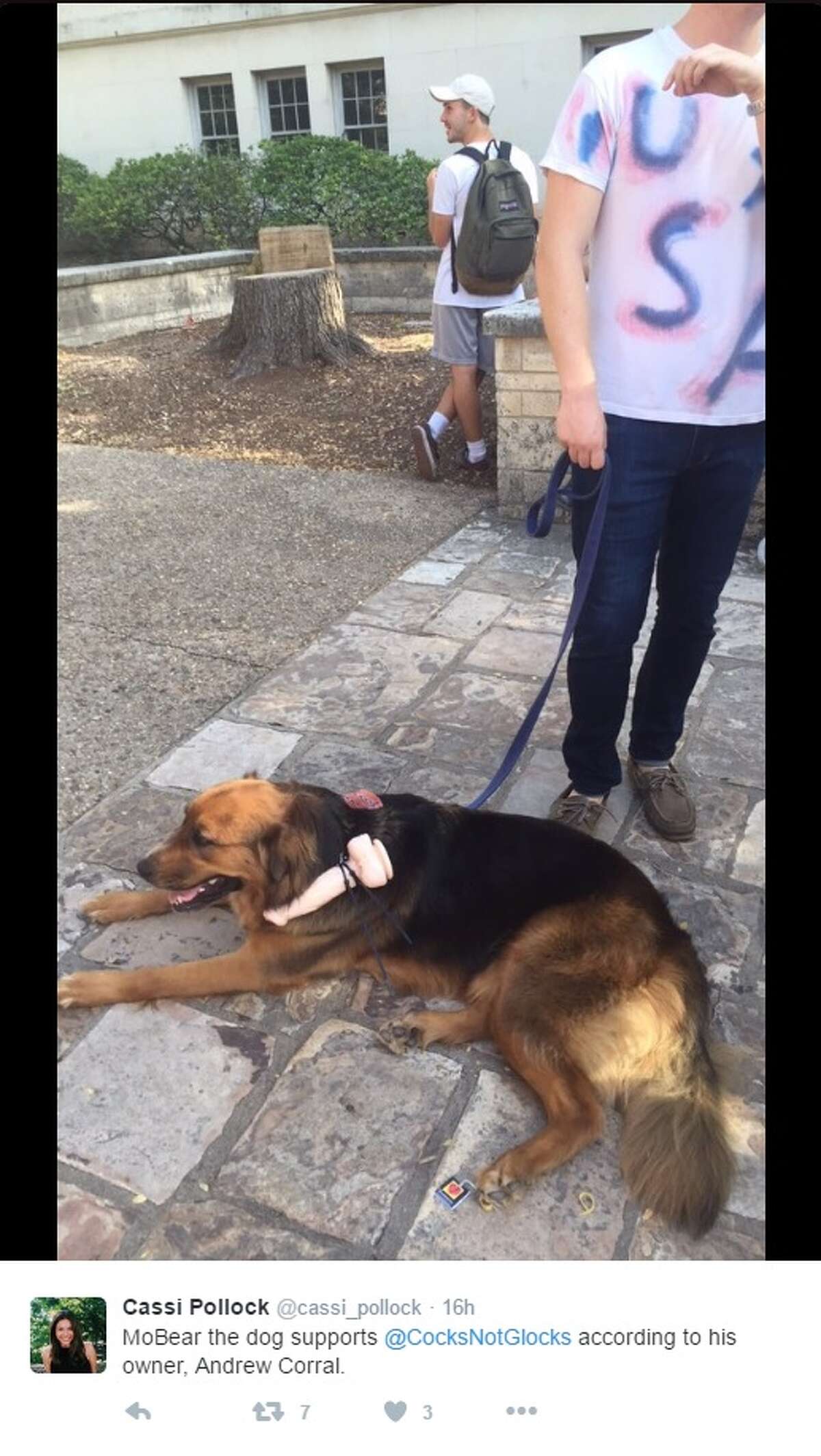 Dildos Descend On Ut Austin In Cocks Not Glocks Protest Of Guns On Campus
