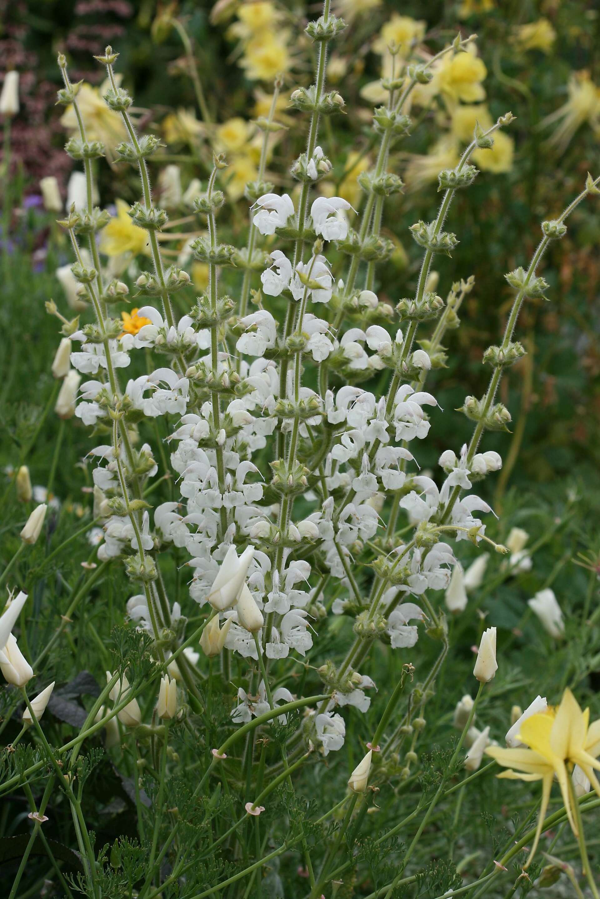 Spotlight on silver: Foliage to catch the eye