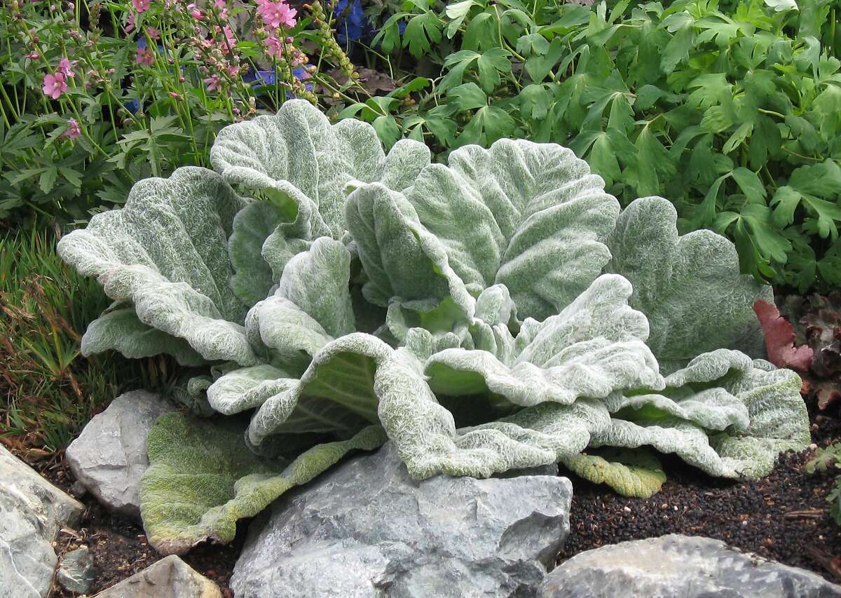 Spotlight on silver: Foliage to catch the eye