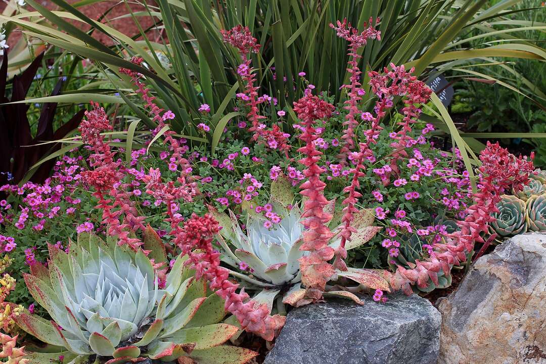 Spotlight on silver: Foliage to catch the eye