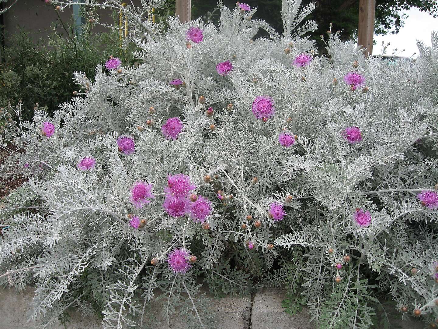 Spotlight on silver: Foliage to catch the eye