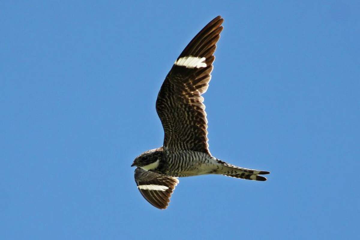 Counting Nighthawks in flight